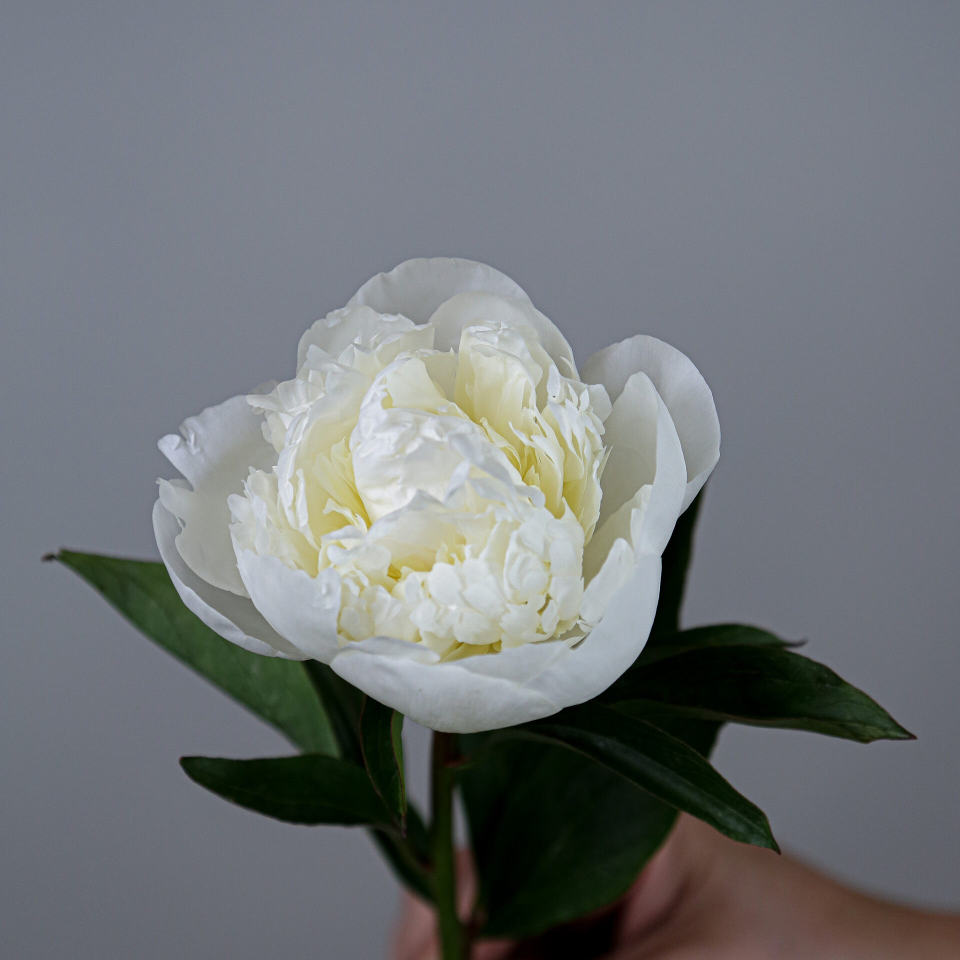 Peonies Mary Nicholls - Mayflower Studio