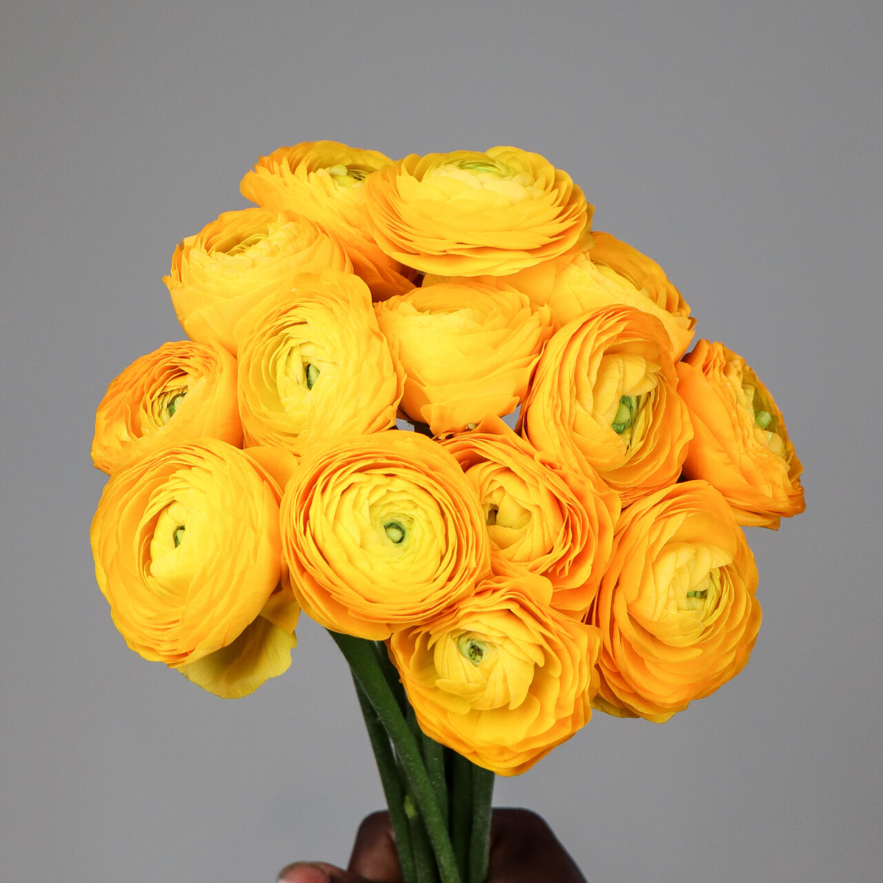 Ranunculus Cloni Pareo - Mayflower Studio