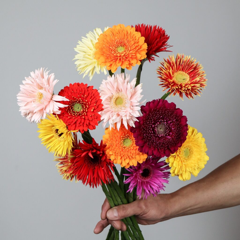 Gerberas Mixed - Mayflower Studio