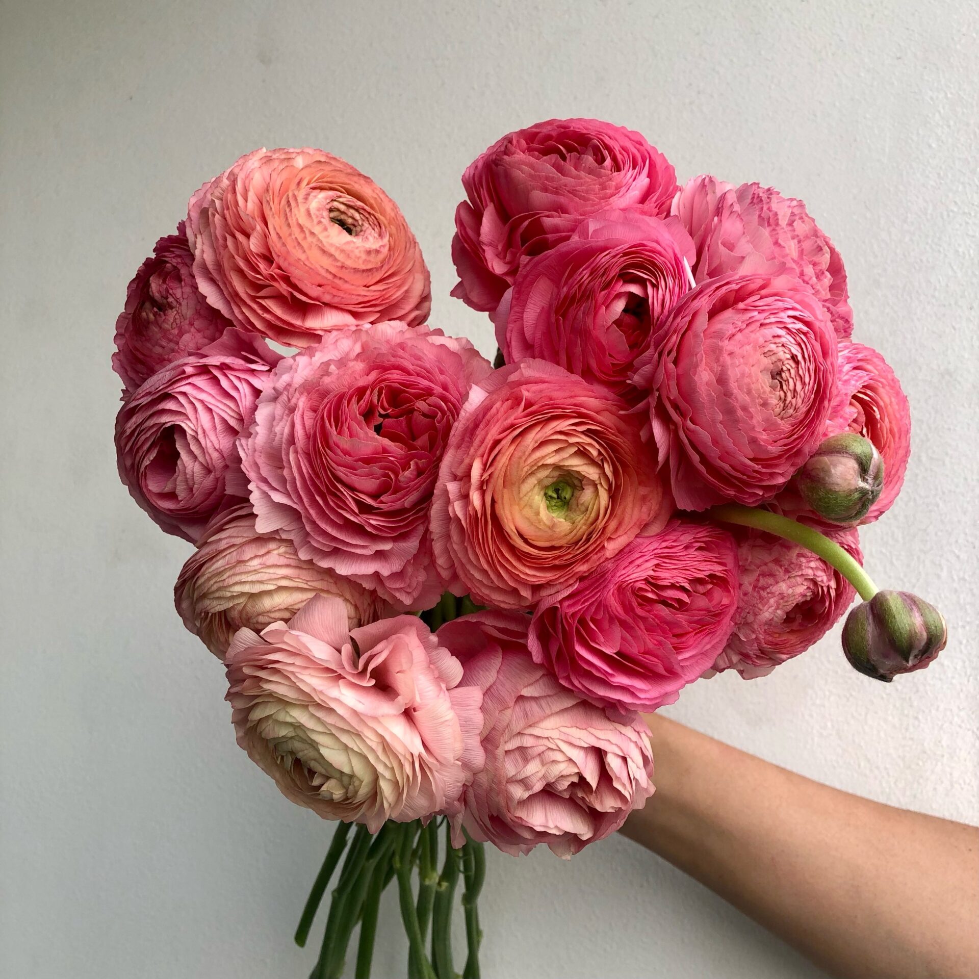 Ranunculus Aazur Pink - Mayflower Studio