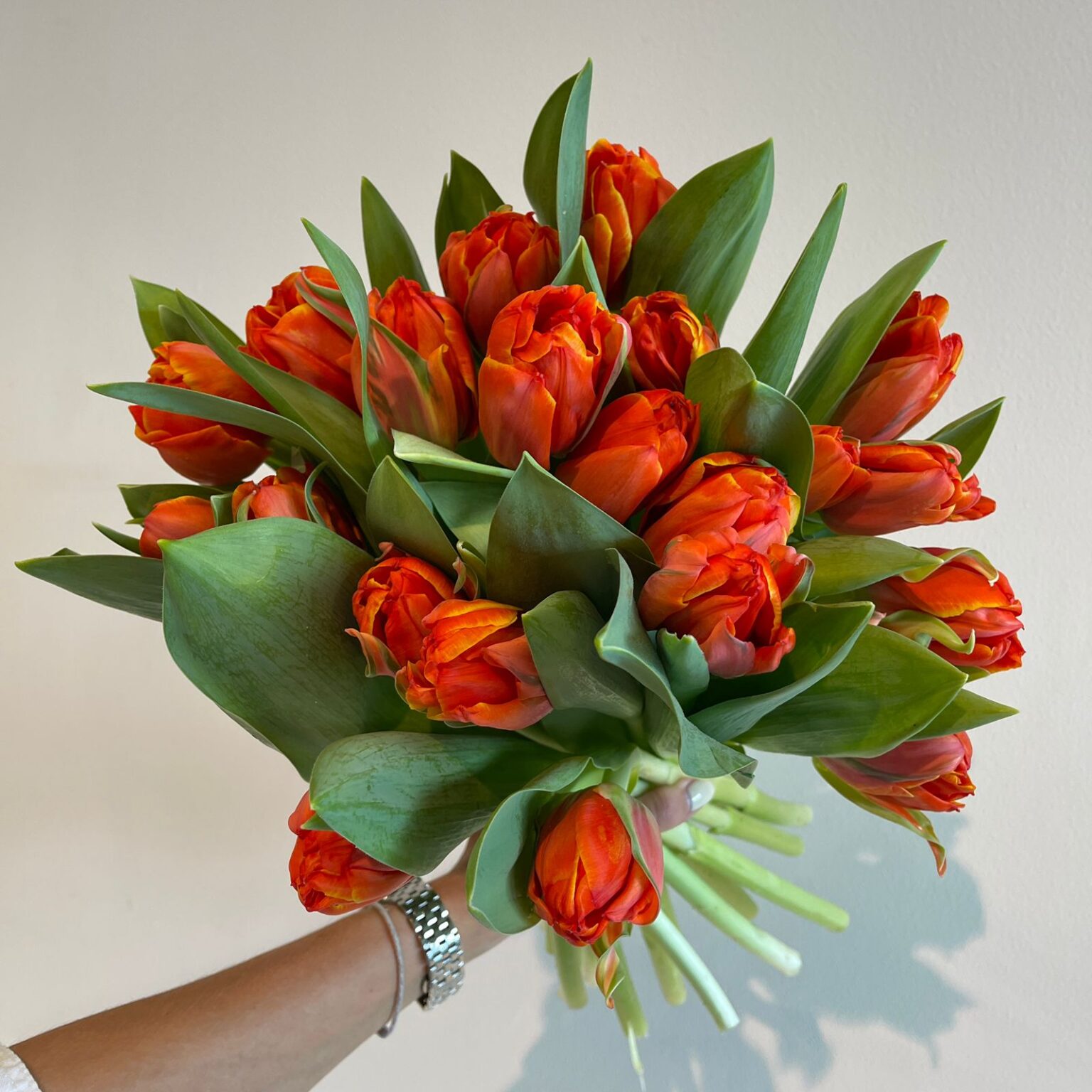 Tulip Double Queensday - Mayflower Studio