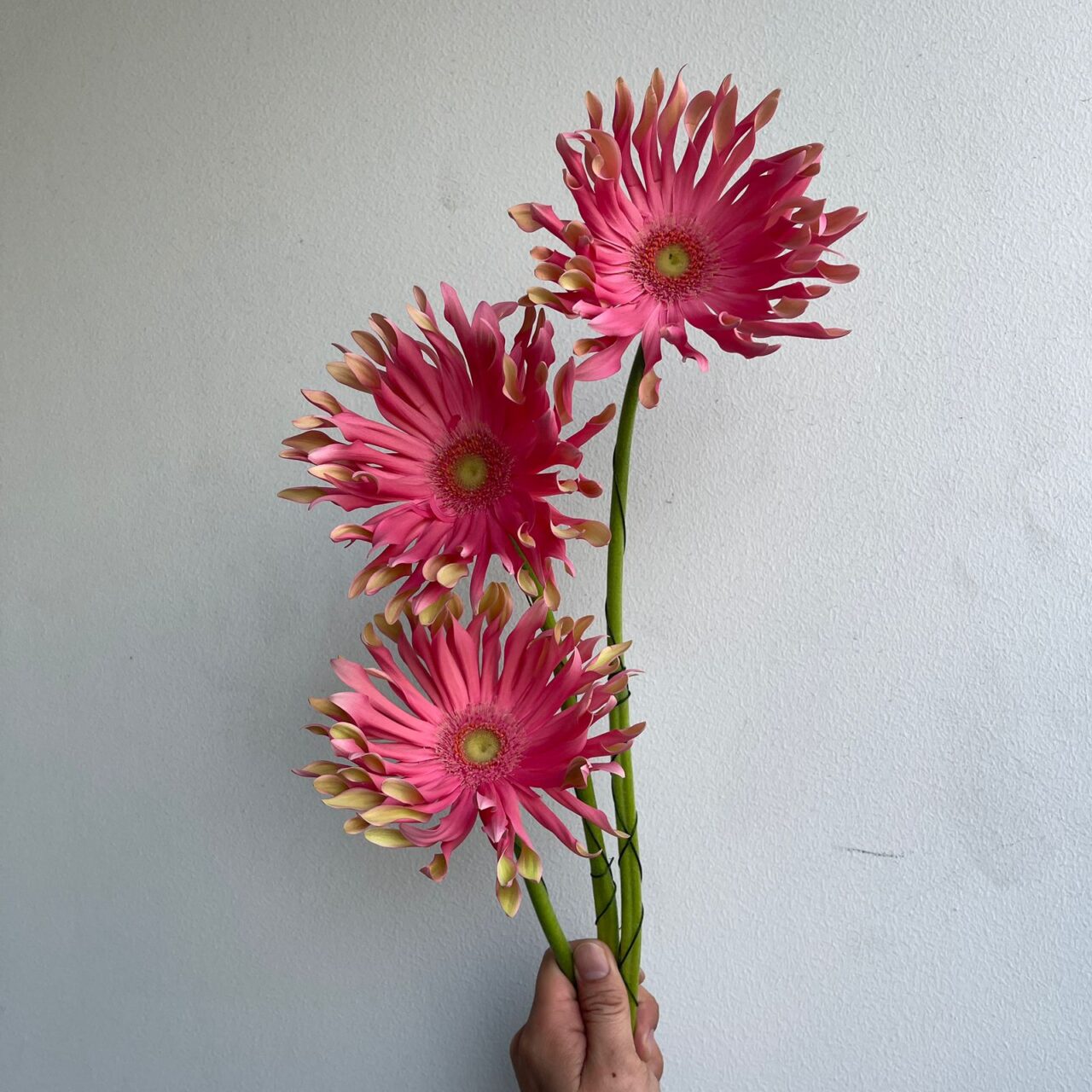 Gerbera Pasta Toscana - Mayflower Studio