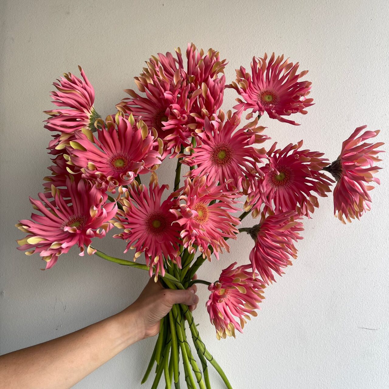 Gerbera Pasta Toscana - Mayflower Studio