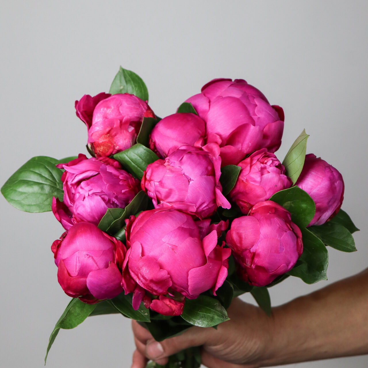 Peonie Red Sarah Bernhardt - Mayflower Studio