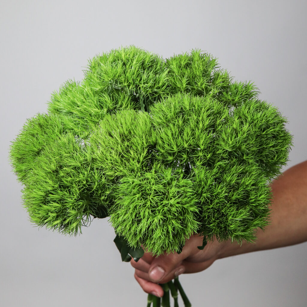 Dianthus Kiwi Mellow Green - Mayflower Studio