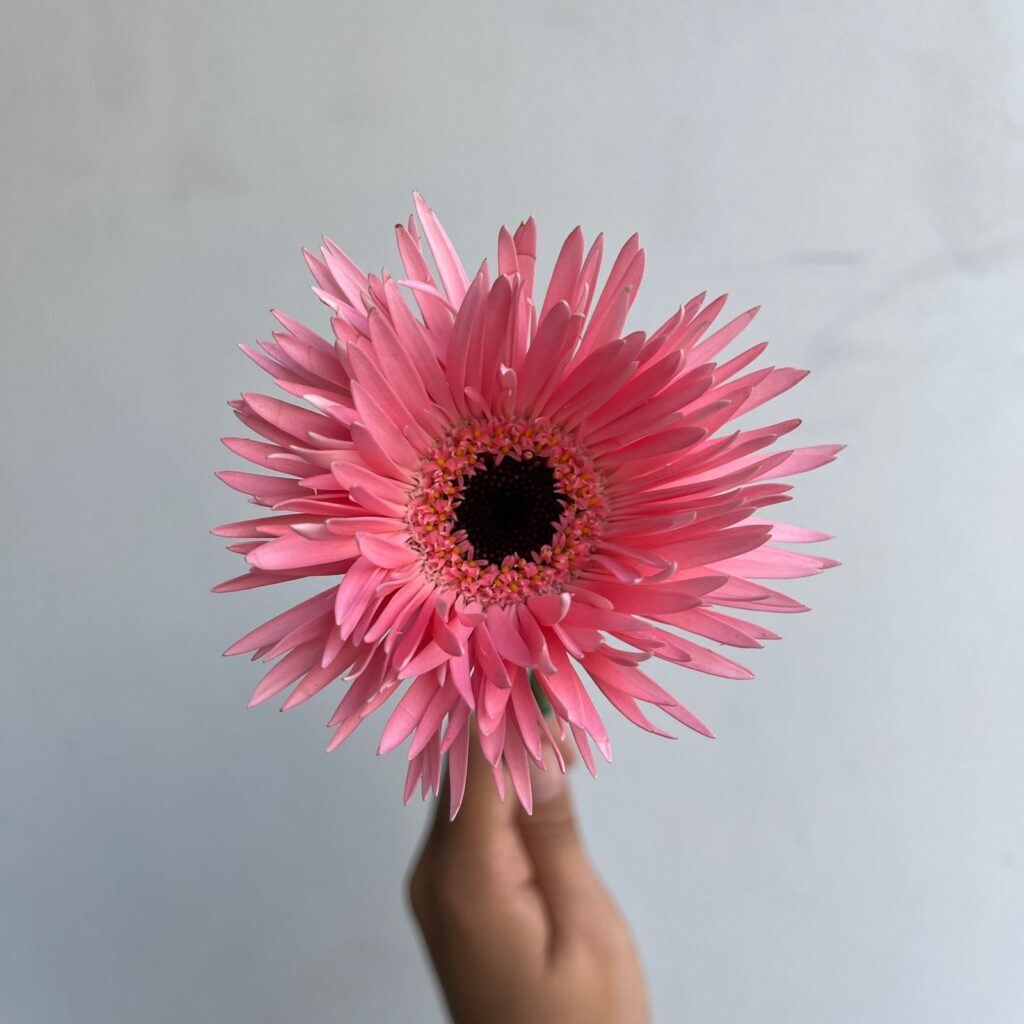 Mini Gerbera Pink Spider - Mayflower Studio