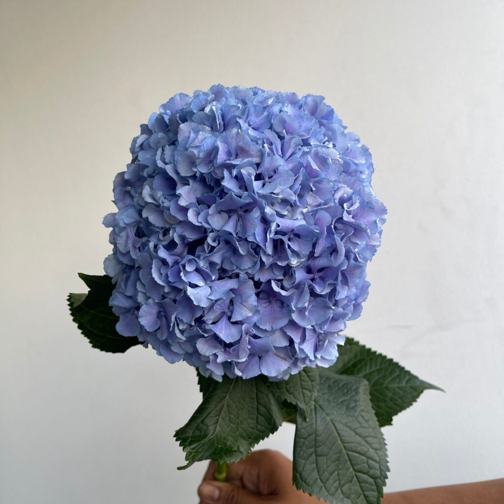 Royal Pride Hydrangea - Mayflower Studio