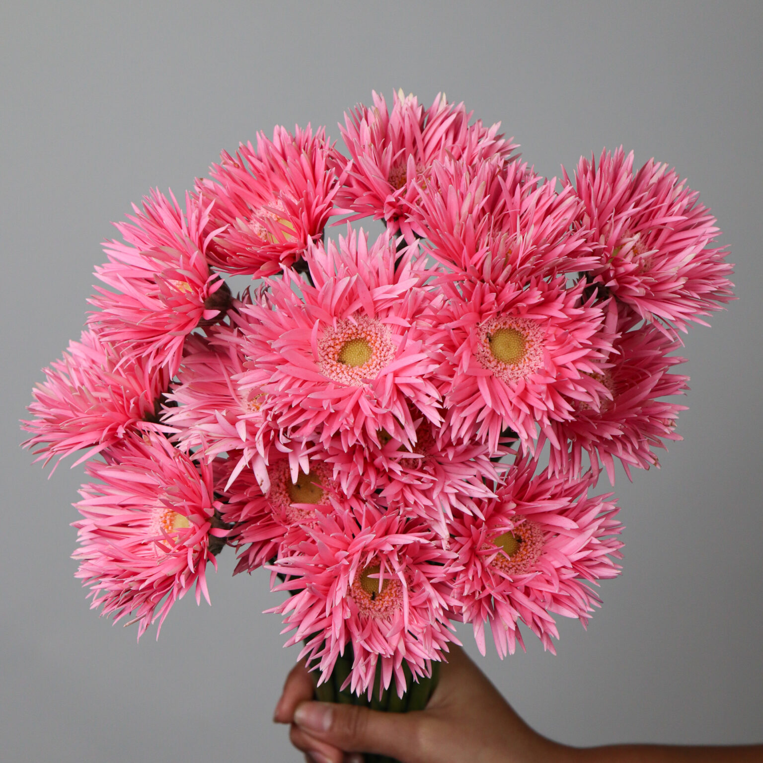 Mini Gerbera Firefly - Mayflower Studio