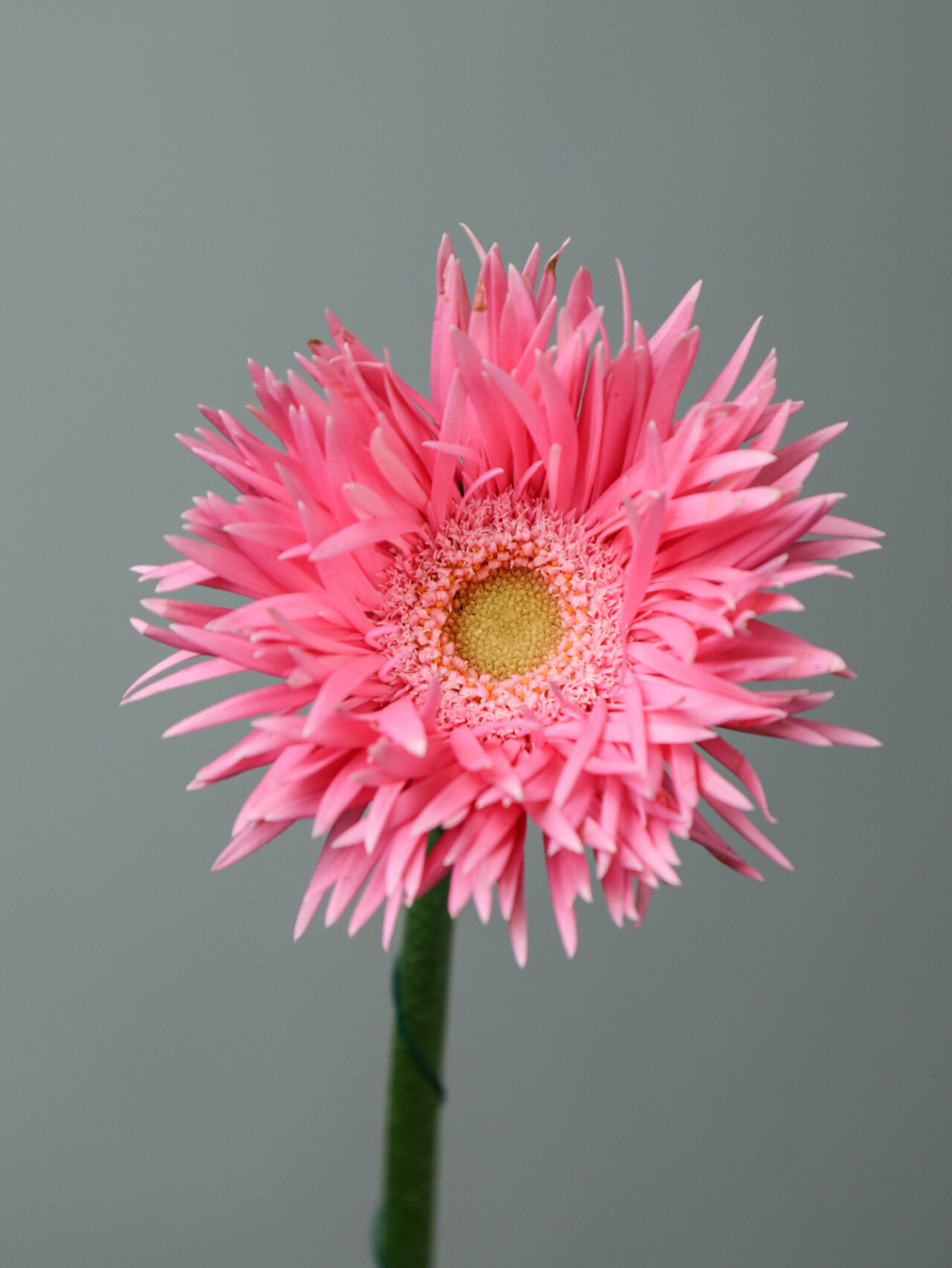 Mini Gerbera Firefly - Mayflower Studio