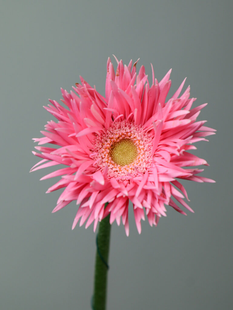 Mini Gerbera Firefly - Mayflower Studio