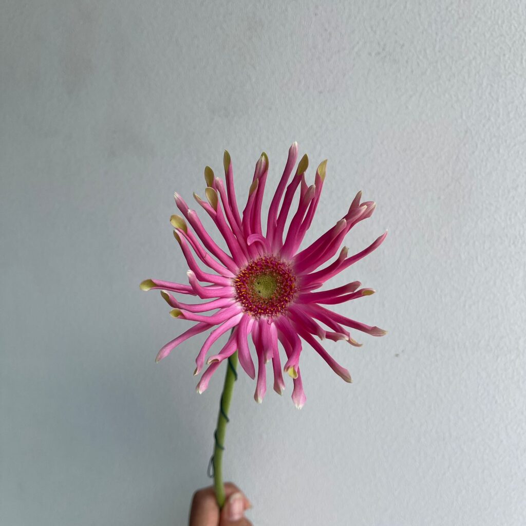 Pastini Venezia Mini Gerbera - Mayflower Studio