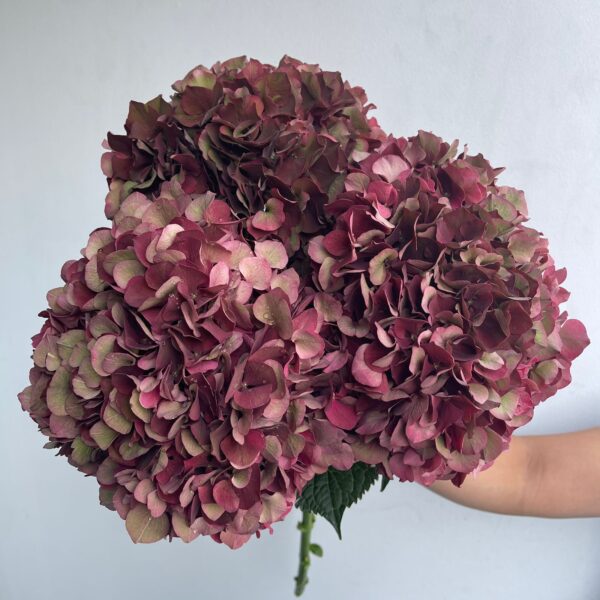 Hydrangea Magical Ruby Red - Mayflower Studio
