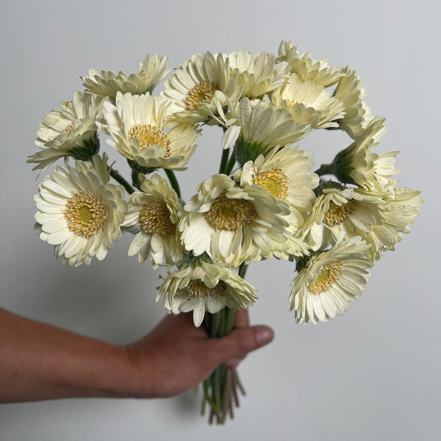 Germini Nano White - Mayflower Studio