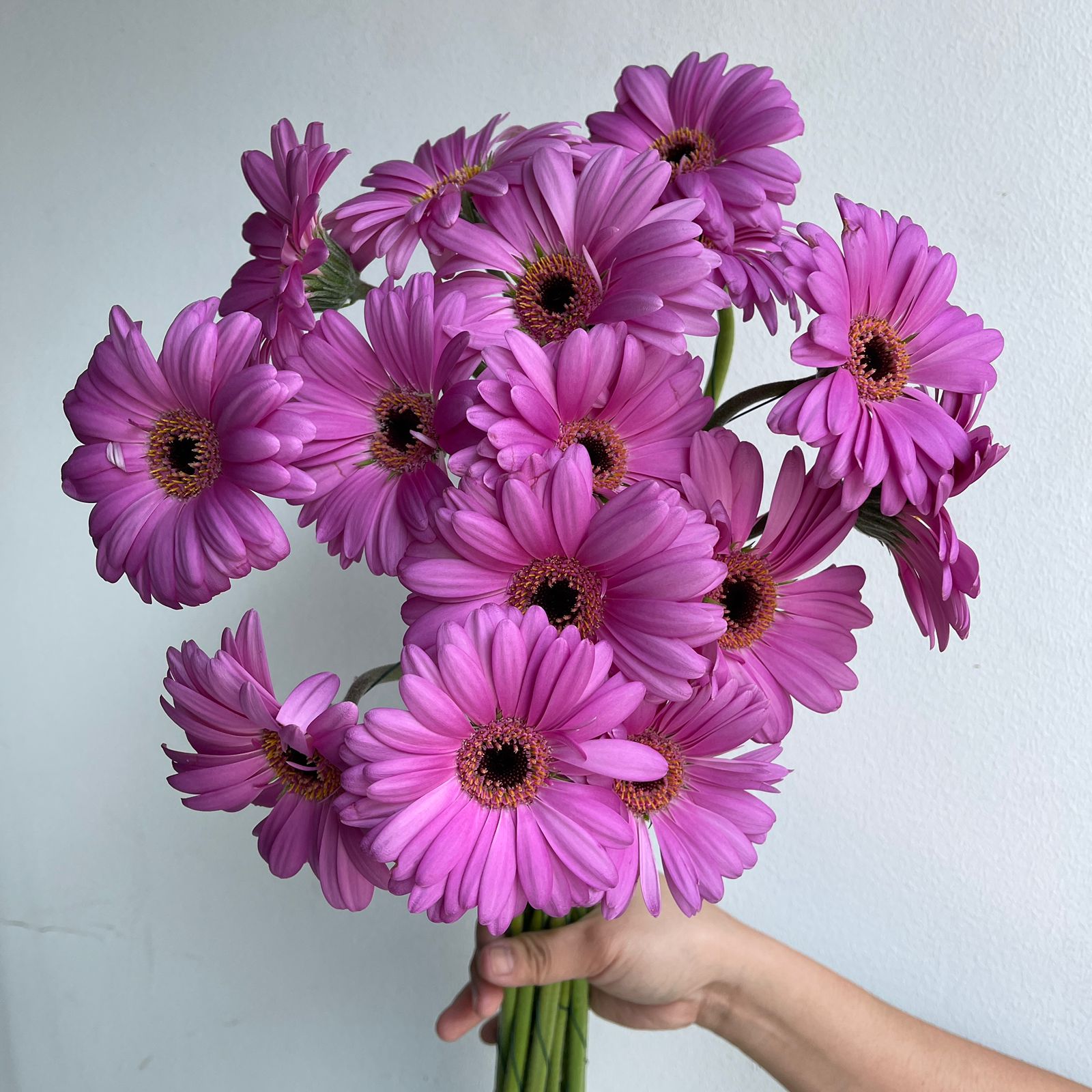 Germini Lois - Mayflower Studio