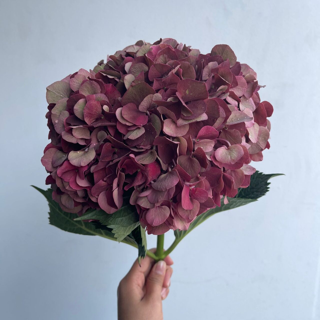 Hydrangea Magical Ruby Red - Mayflower Studio