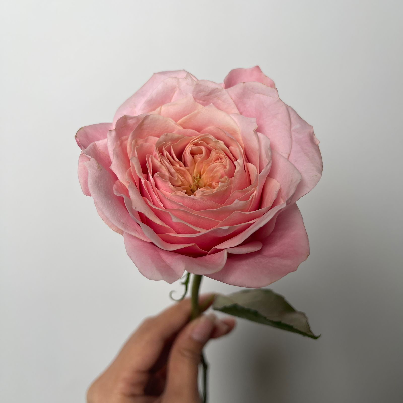 Rose Mikoto - Mayflower Studio