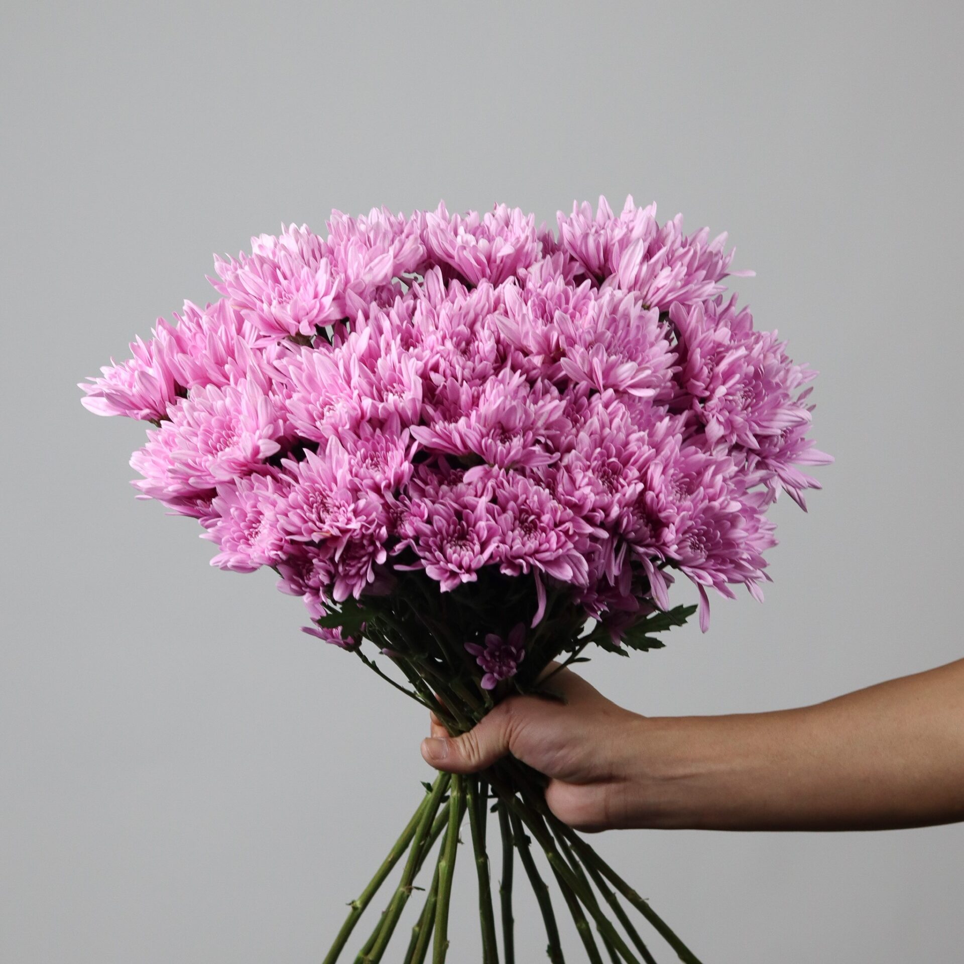 Chrysanthemum Pink - Mayflower Studio
