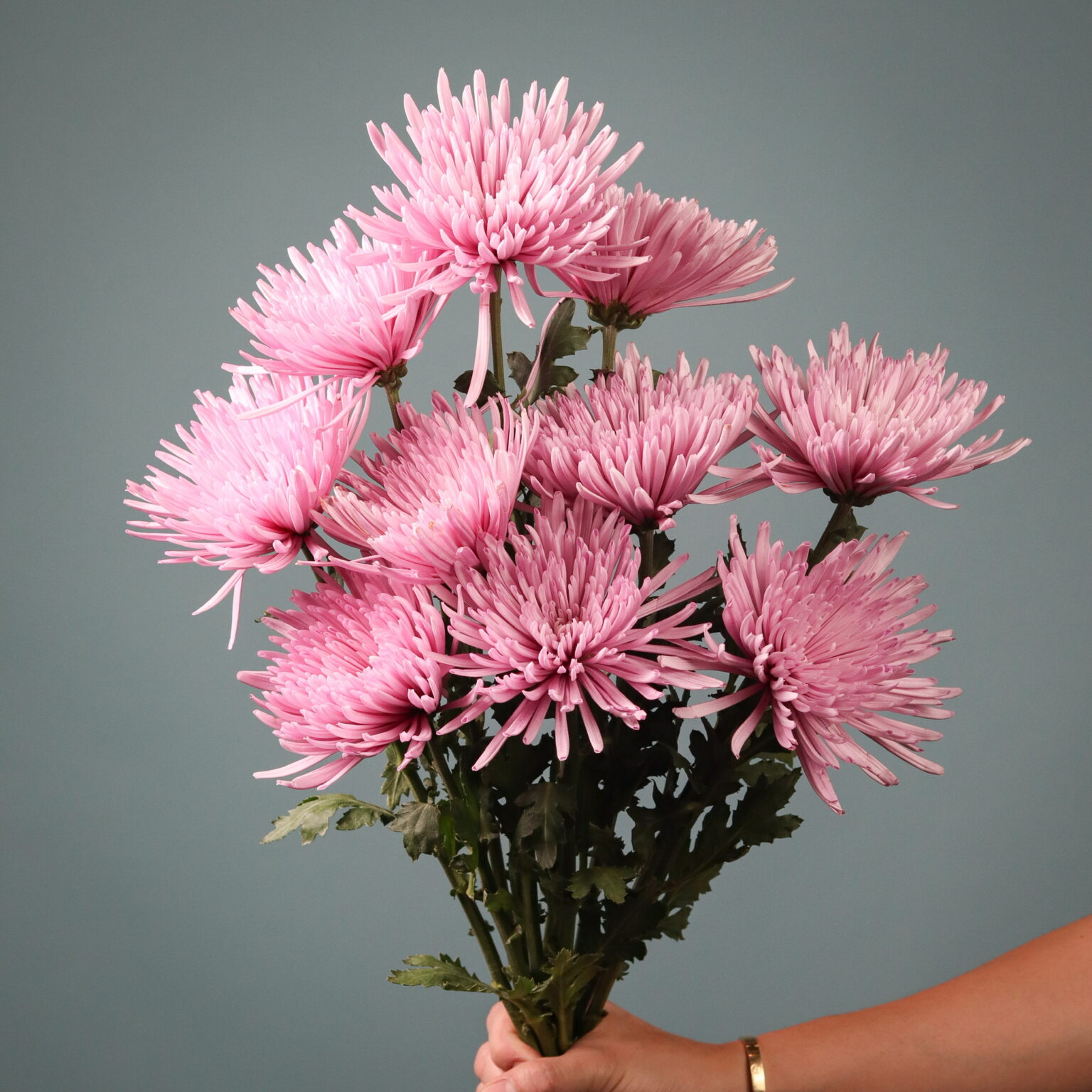 Chrysanthemum Marcela Pink - Mayflower Studio