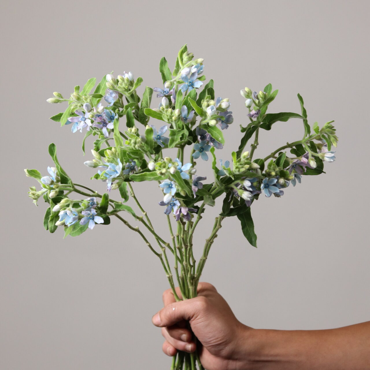 Blue Star Oxypetalum - Mayflower Studio