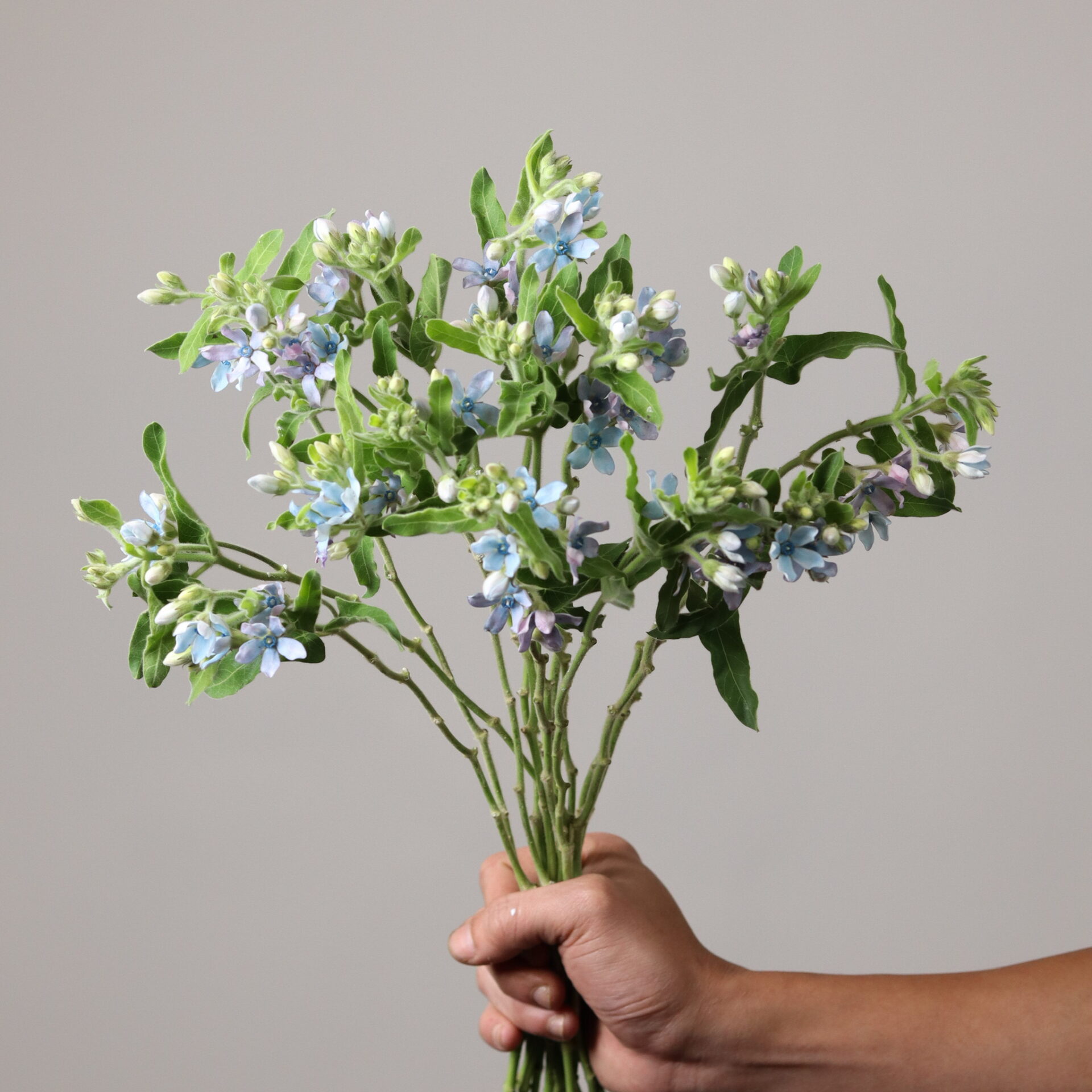 Blue Star Oxypetalum - Mayflower Studio