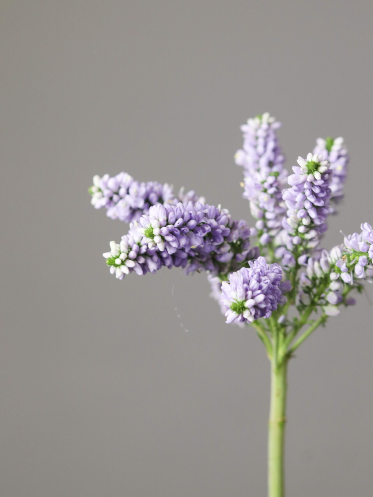 Veronica Splash - Mayflower Studio