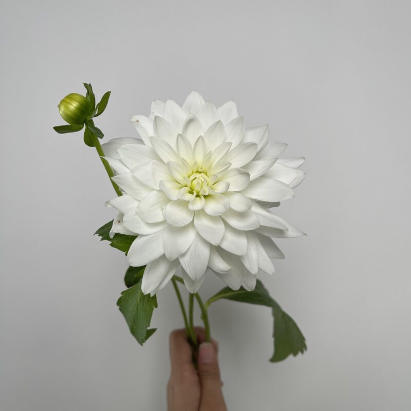 White Dahlias - Mayflower Studio