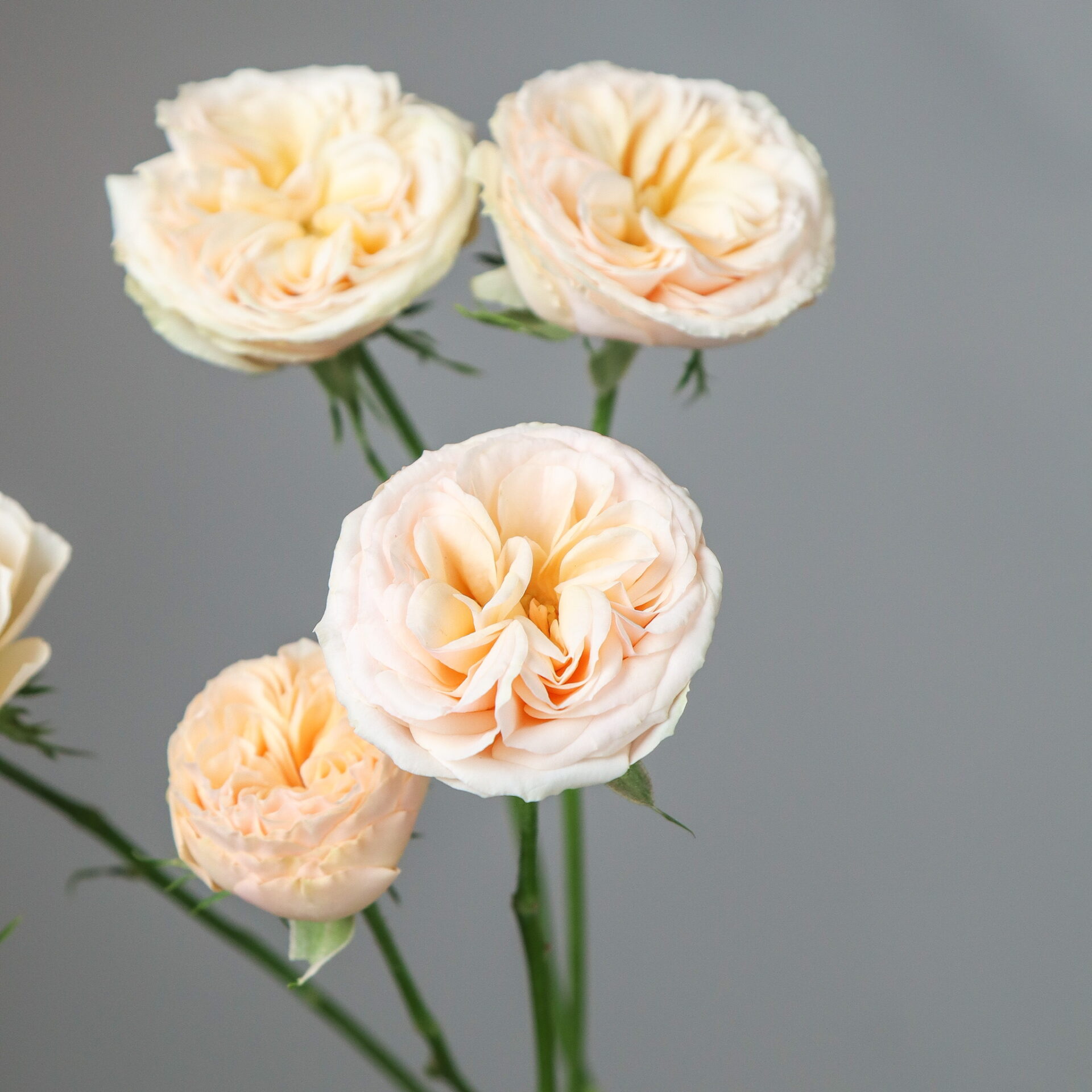 Hanoi Ranunculus - Mayflower Studio