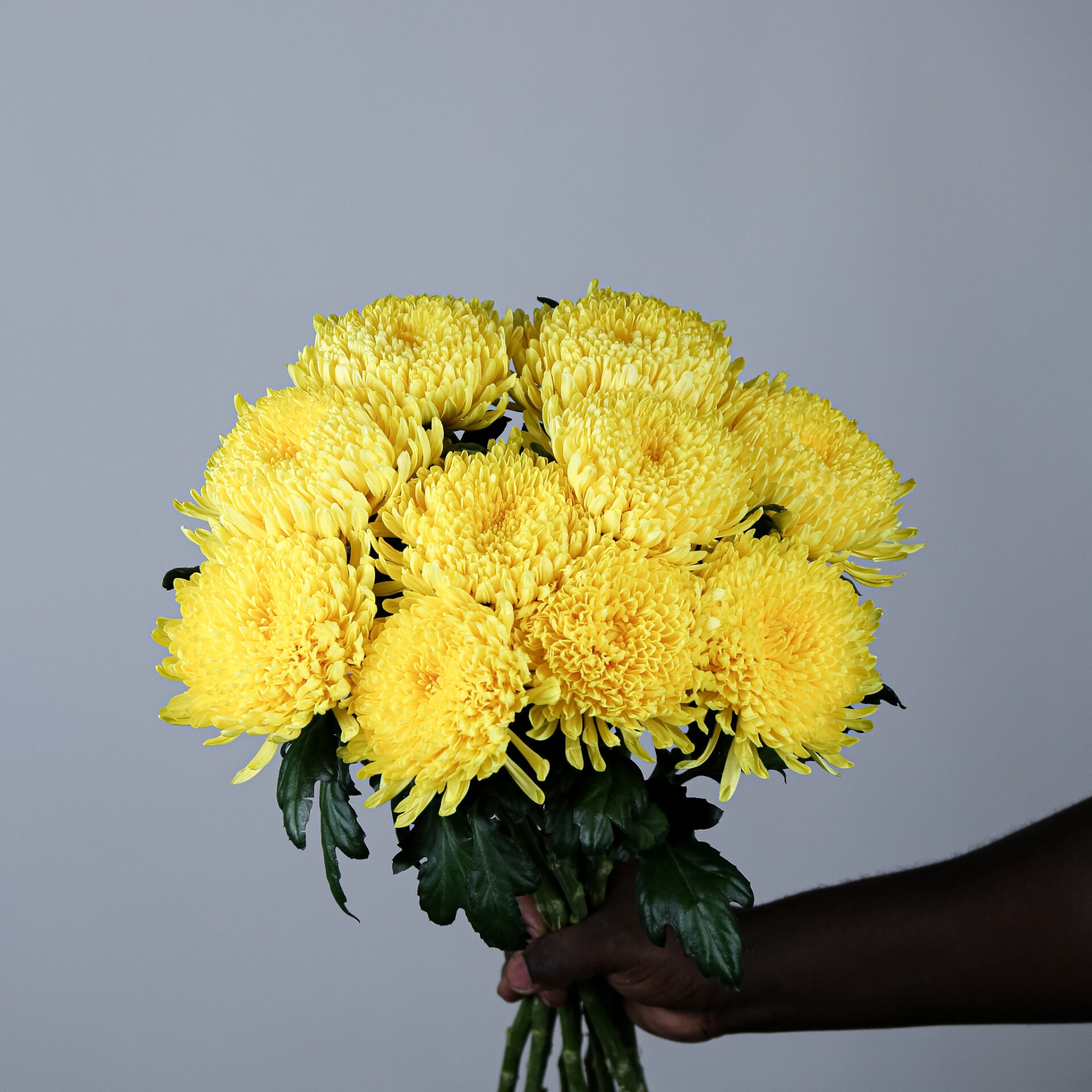 Chrysanthemum Yellow - Mayflower Studio
