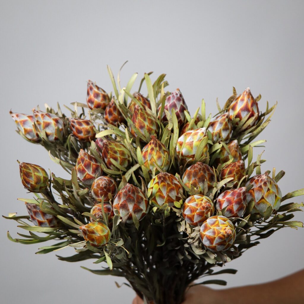 Leucadendron Plumosum Rubrum Archives - Mayflower Studio