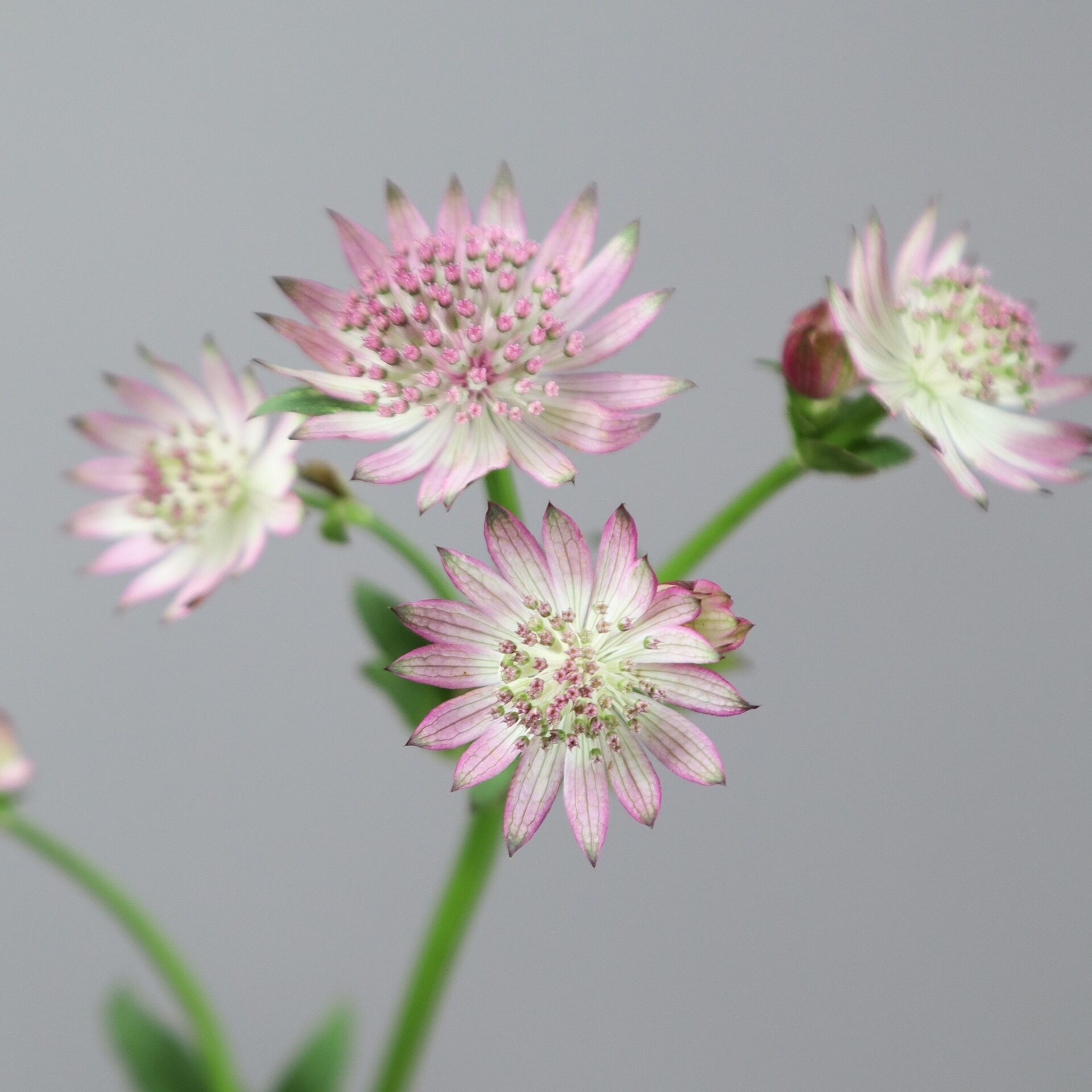 Astrantia Magical Diamonds Pink - Mayflower Studio
