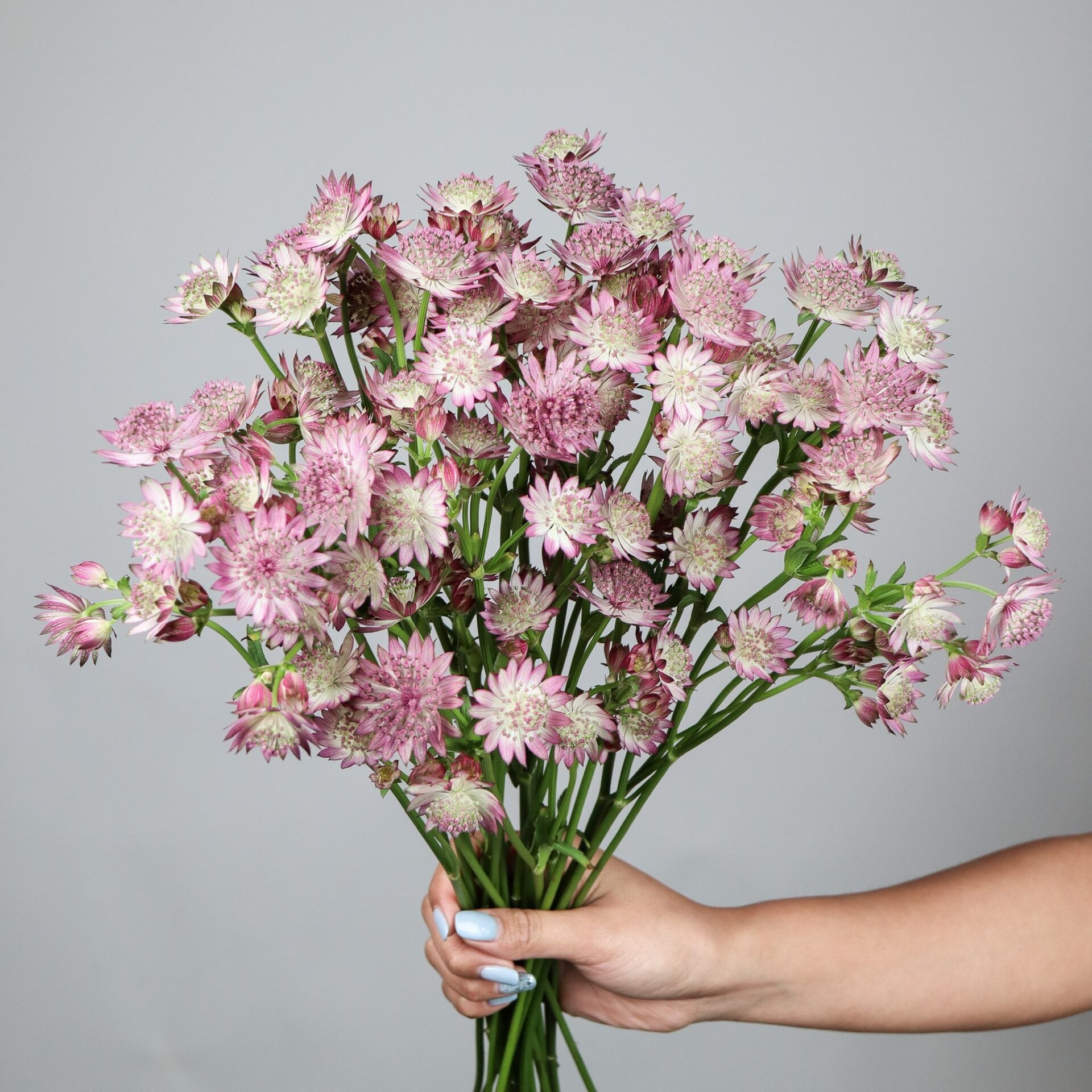 Astrantia Magical Diamonds Pink - Mayflower Studio