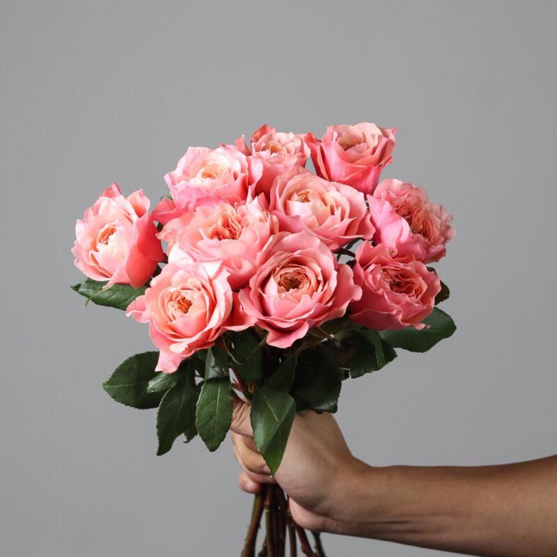 Rose Mikoto - Mayflower Studio