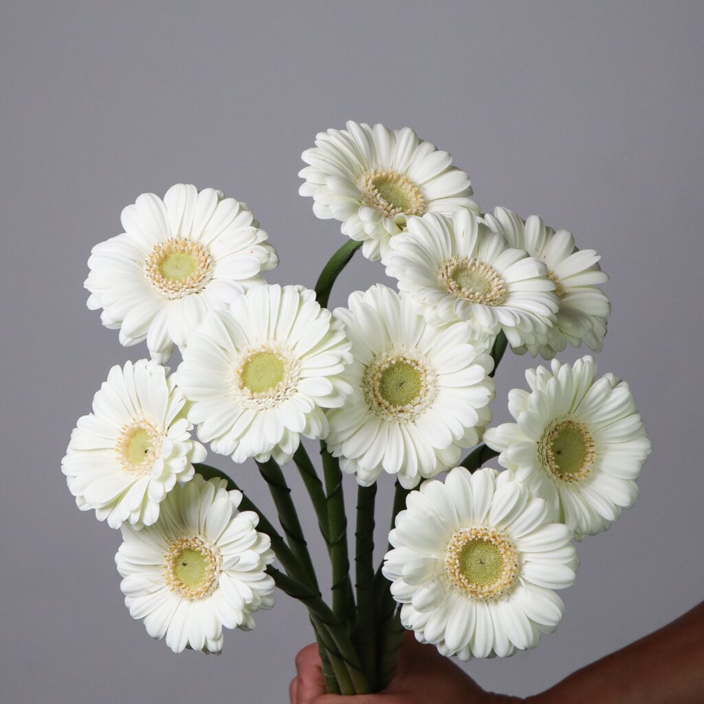 Gerbera White - Mayflower Studio