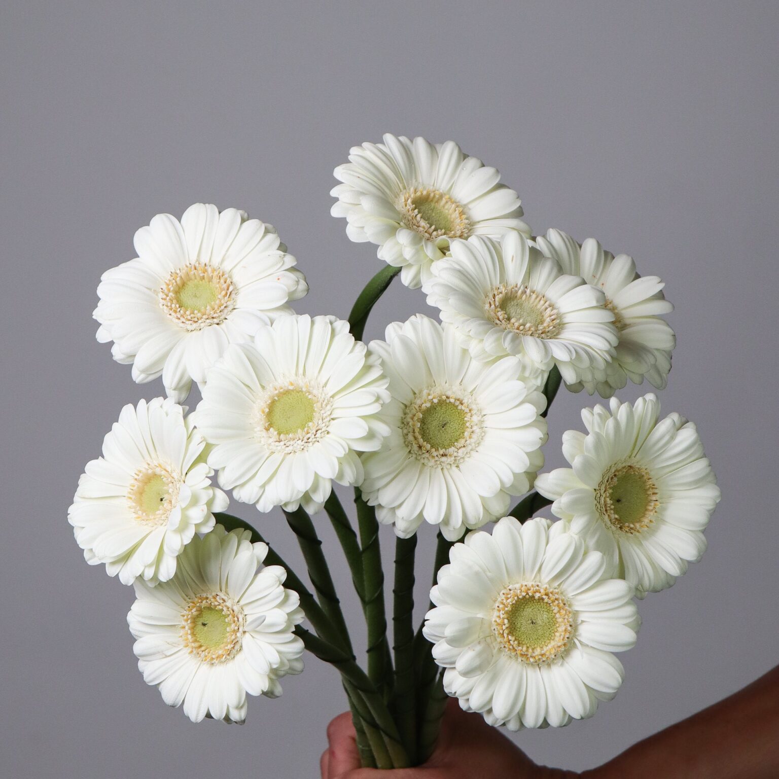 Gerbera White - Mayflower Studio