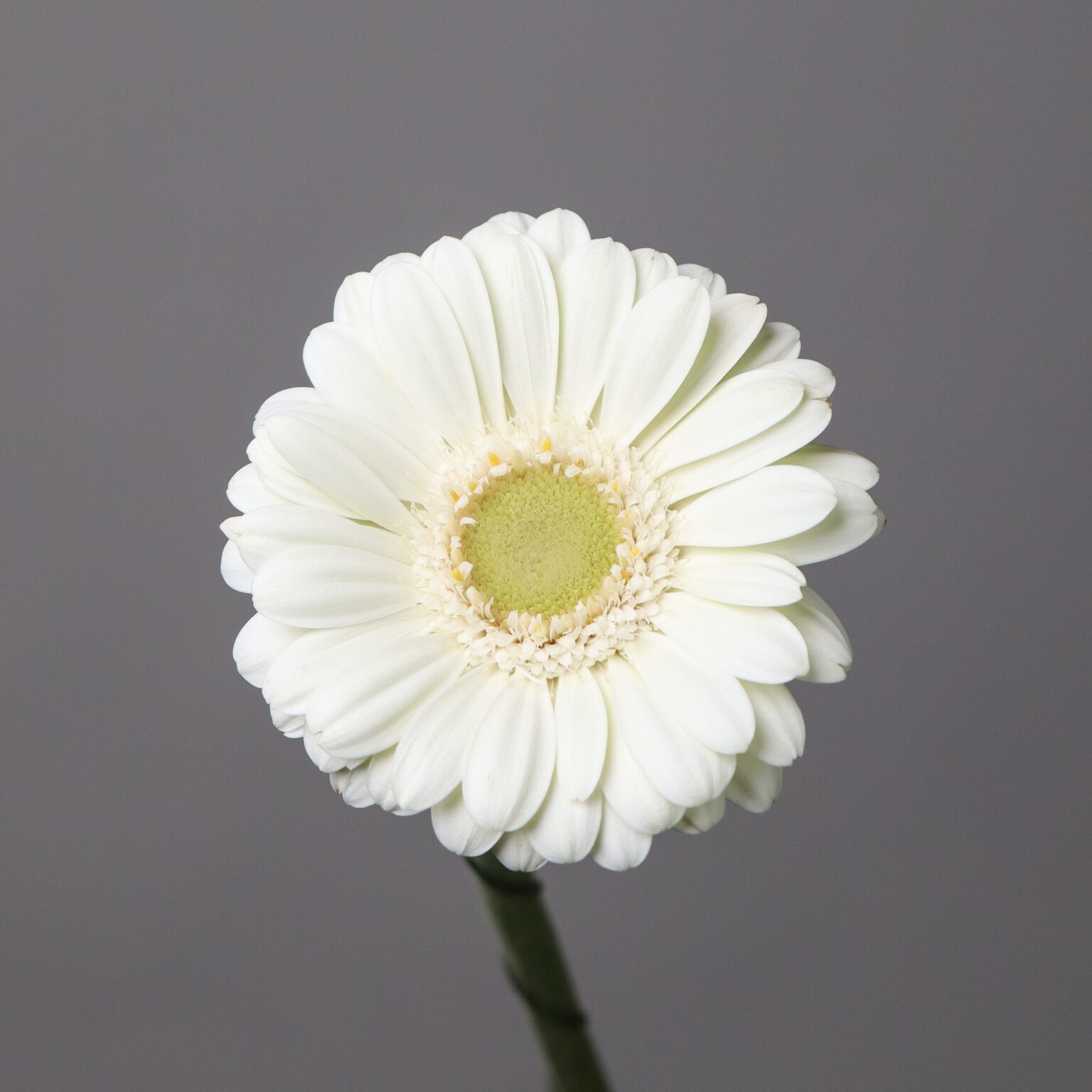 Gerbera White - Mayflower Studio