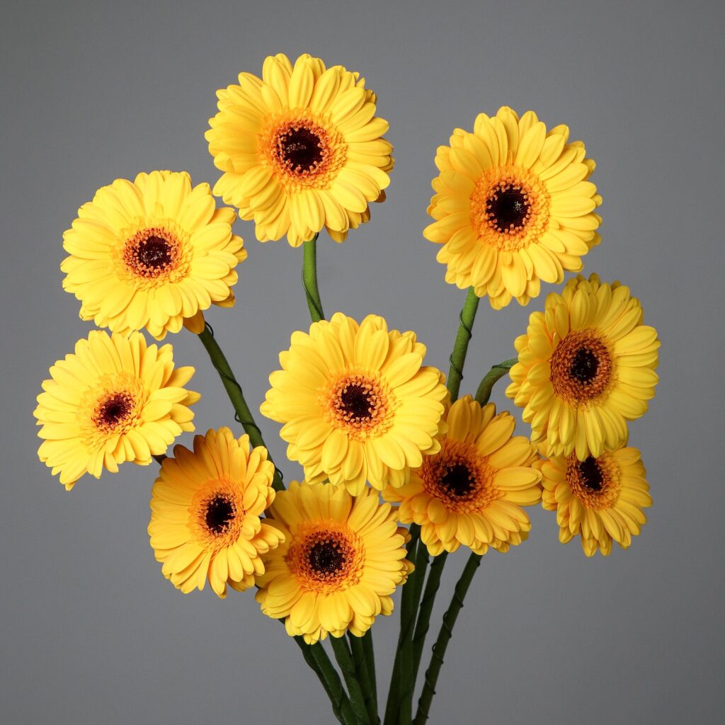 Gerbera Yellow - Mayflower Studio