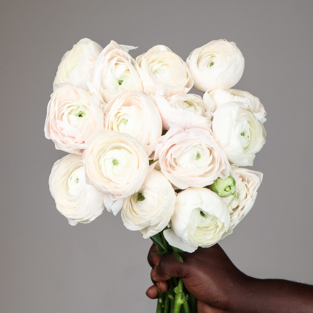 Ranunculus Cloni Hanoi - Mayflower Studio