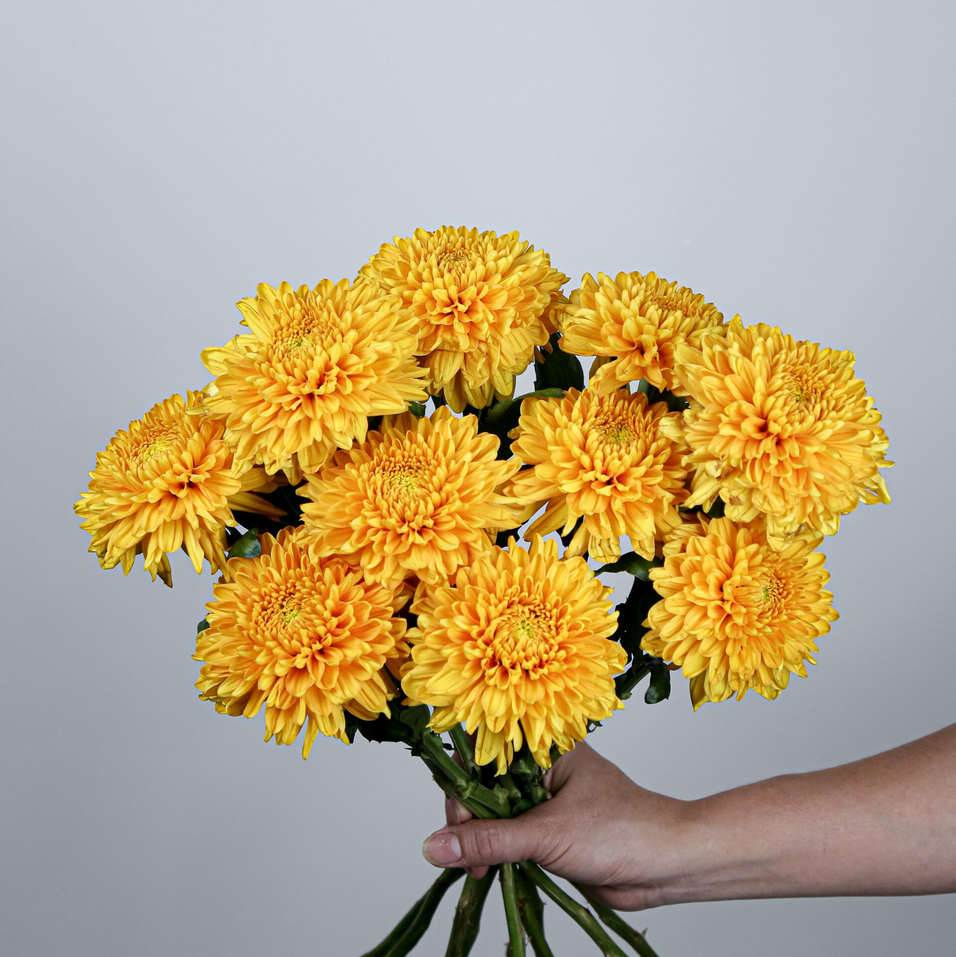 Chrysanth Bloom Willem Orange - Mayflower Studio