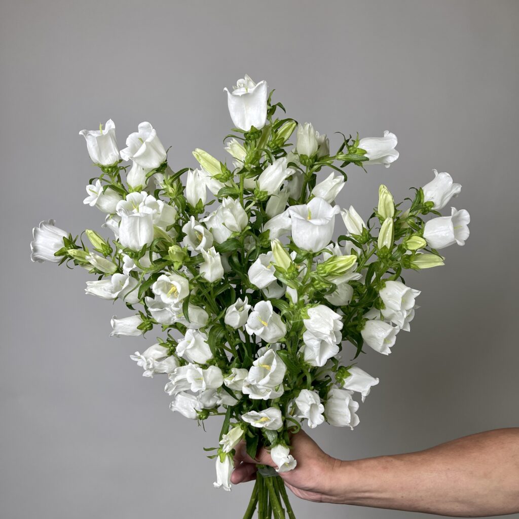 Campanula White - Mayflower Studio