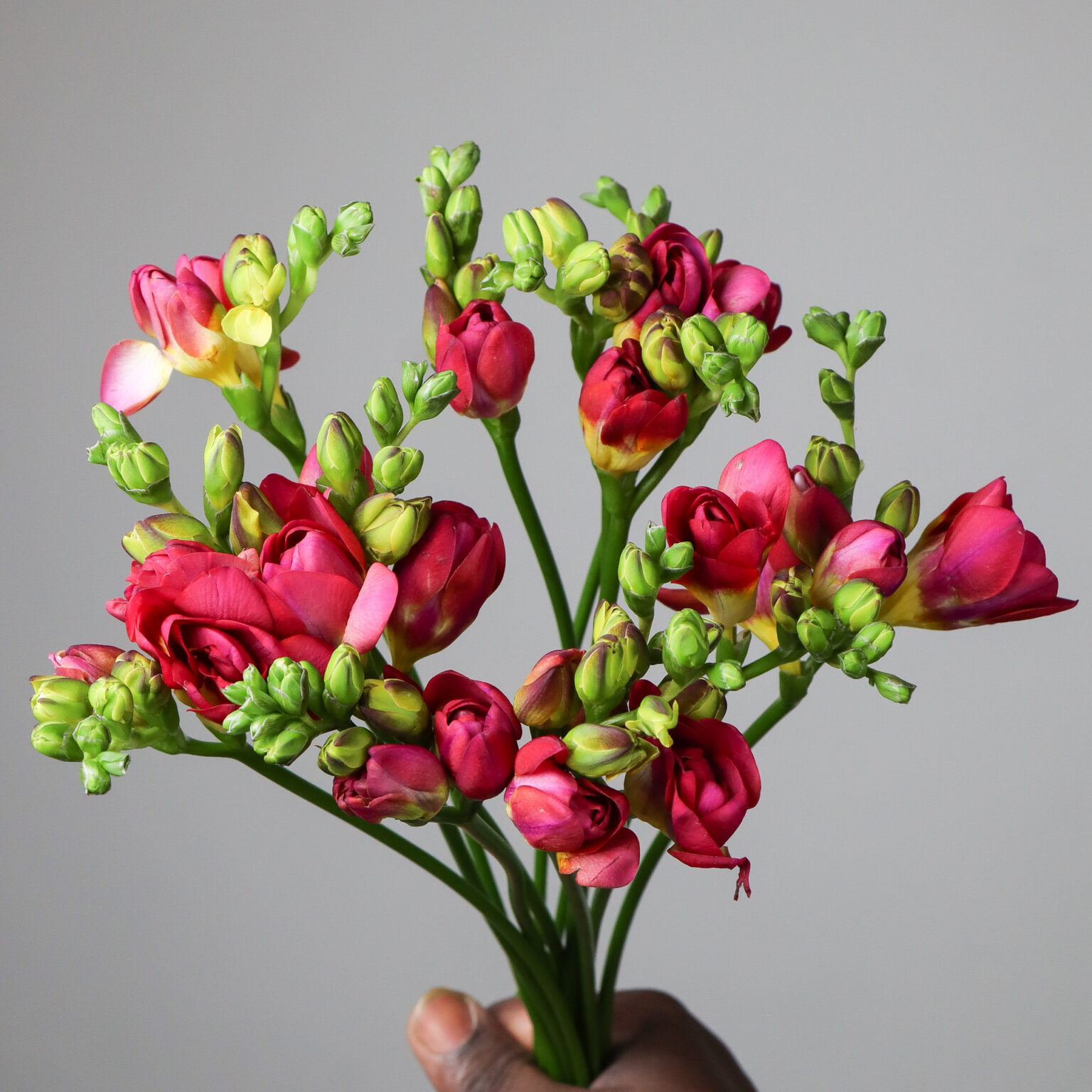 Freesia Double Expression - Mayflower Studio
