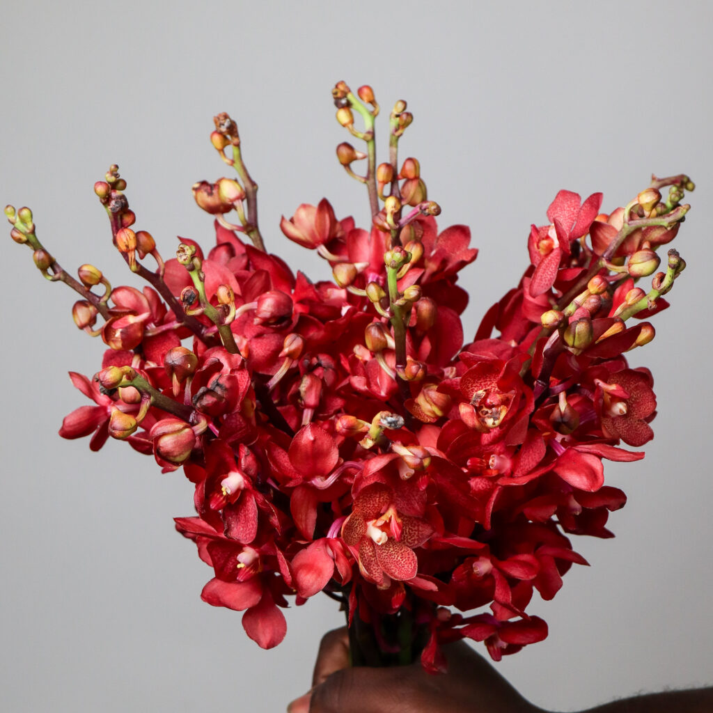 Mokkara Ruby Red - Mayflower Studio