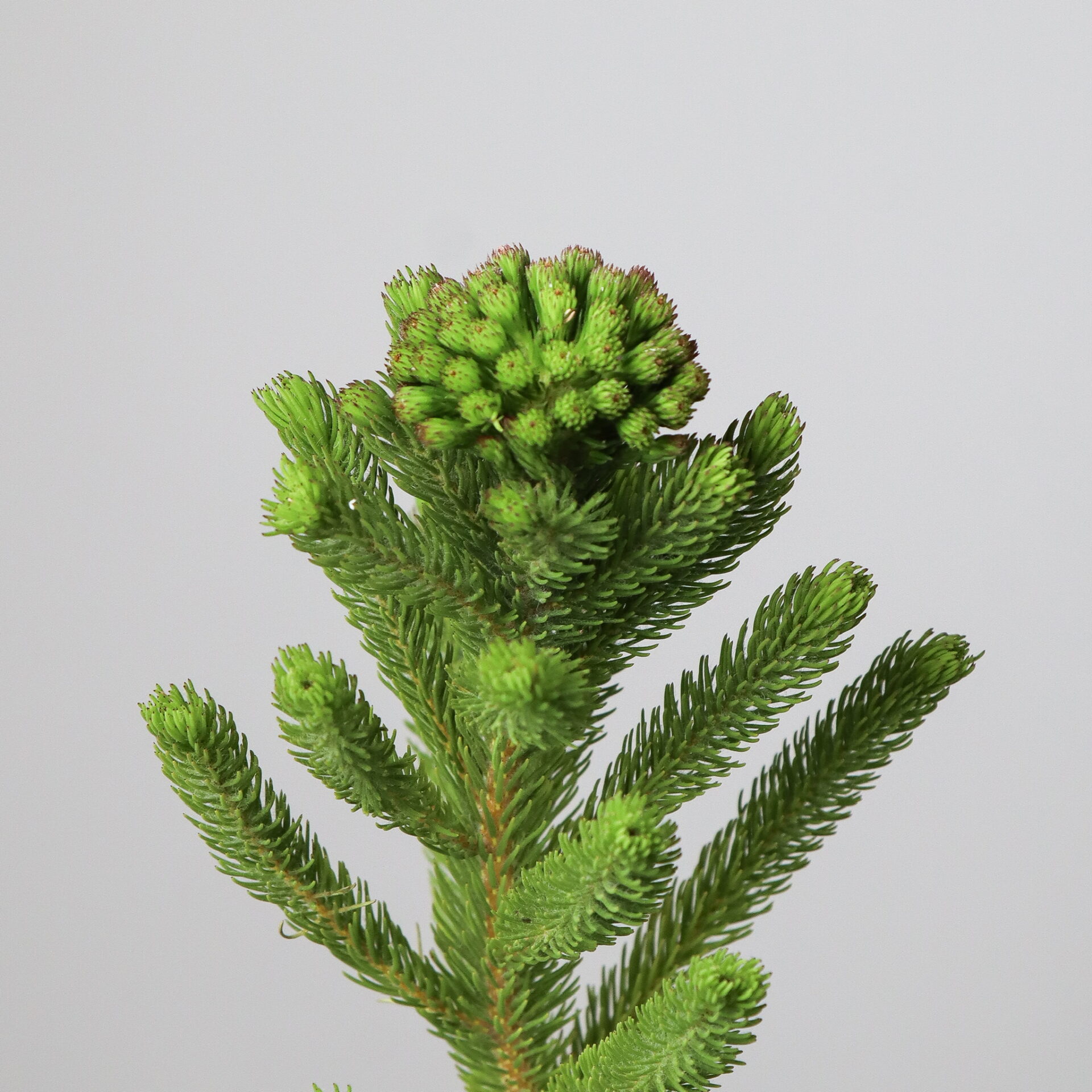 Brunia Albiflora Green - Mayflower Studio