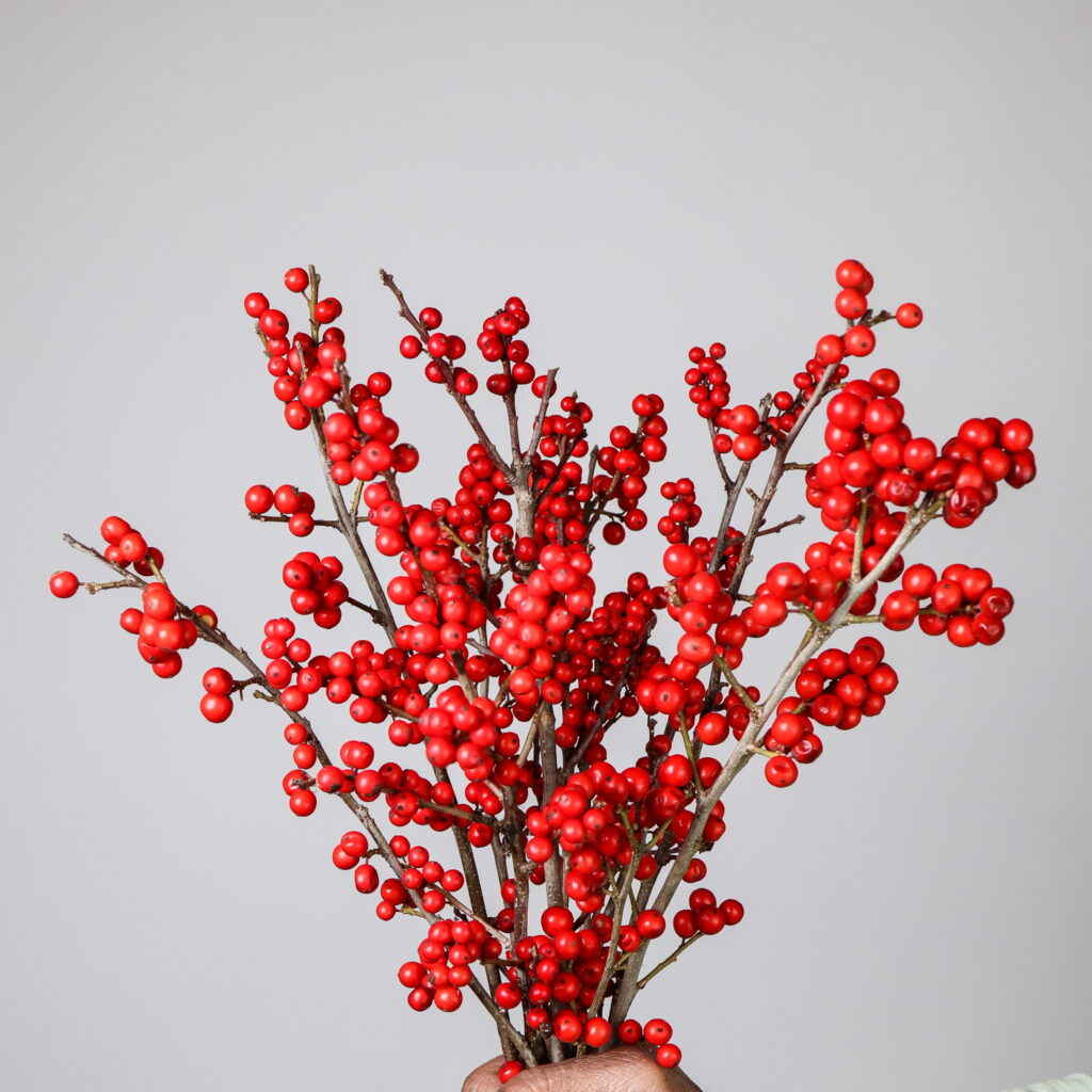Ilex Holiday Red - Mayflower Studio