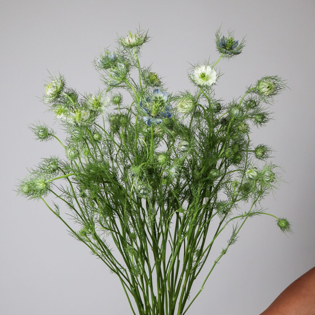 Nigella White Lady - Mayflower Studio