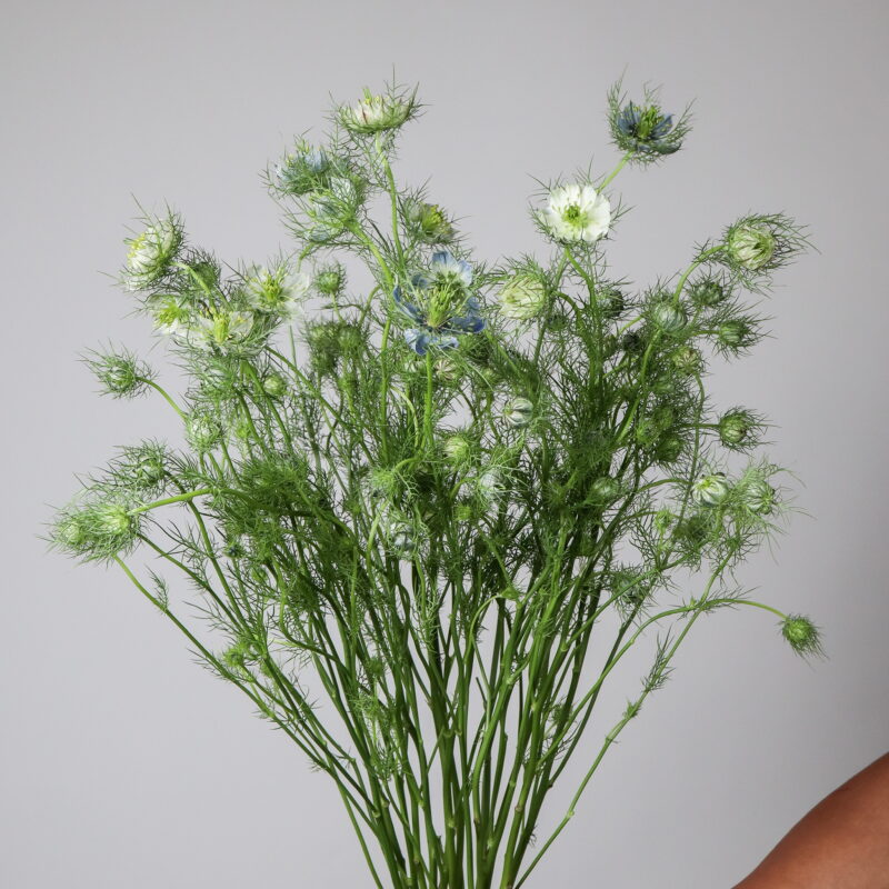Nigella White Lady - Mayflower Studio