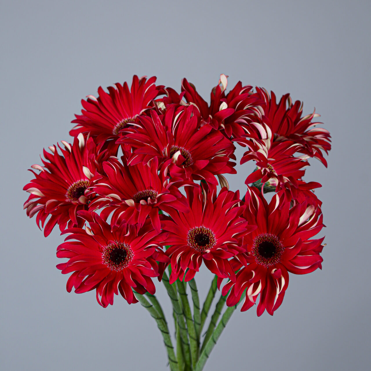 Gerbera Fire - Mayflower Studio