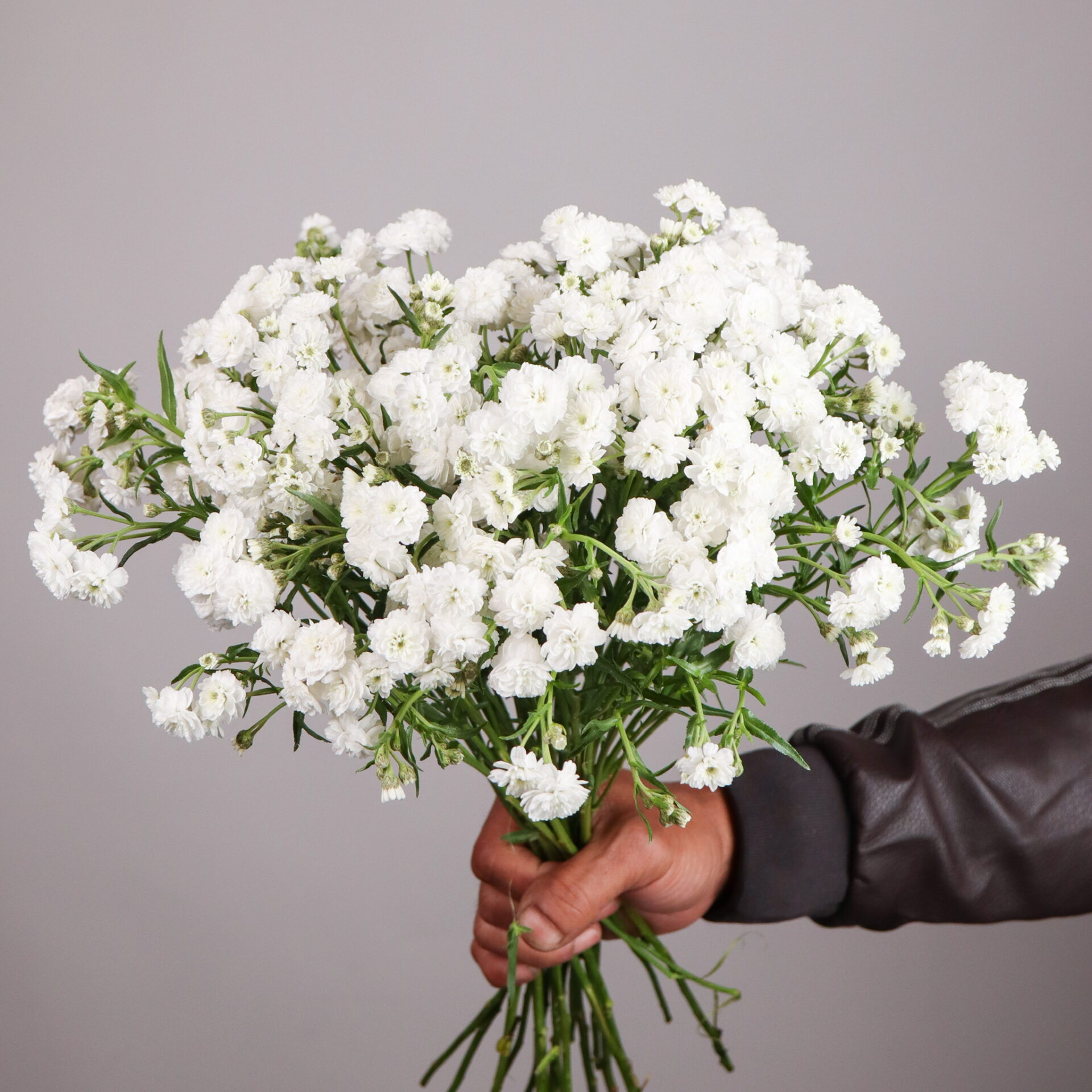 Achillea White - Mayflower Studio
