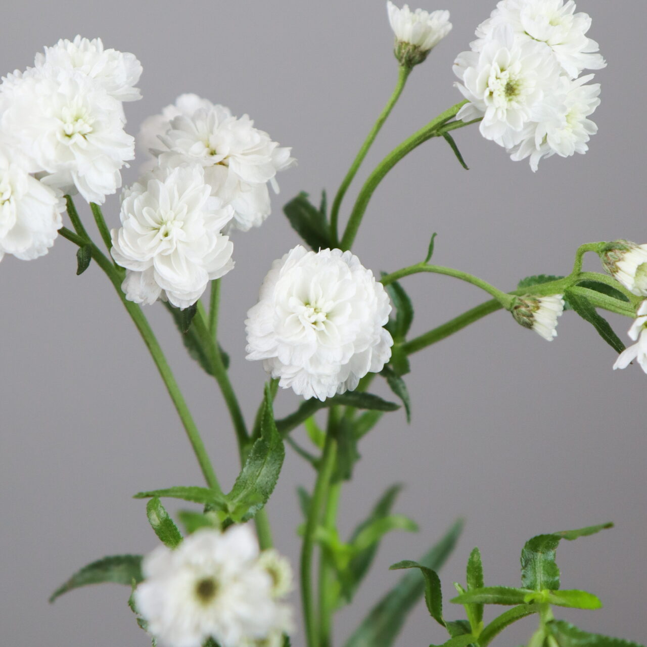 Achillea White - Mayflower Studio