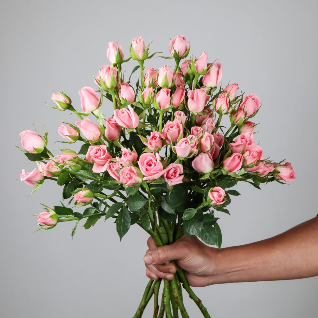 Spray Rose Odillia Pink - Mayflower Studio