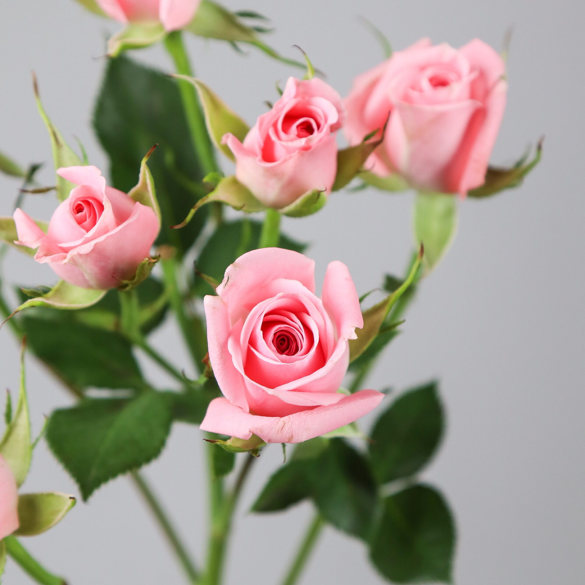 Buttercup Roses - Mayflower Studio